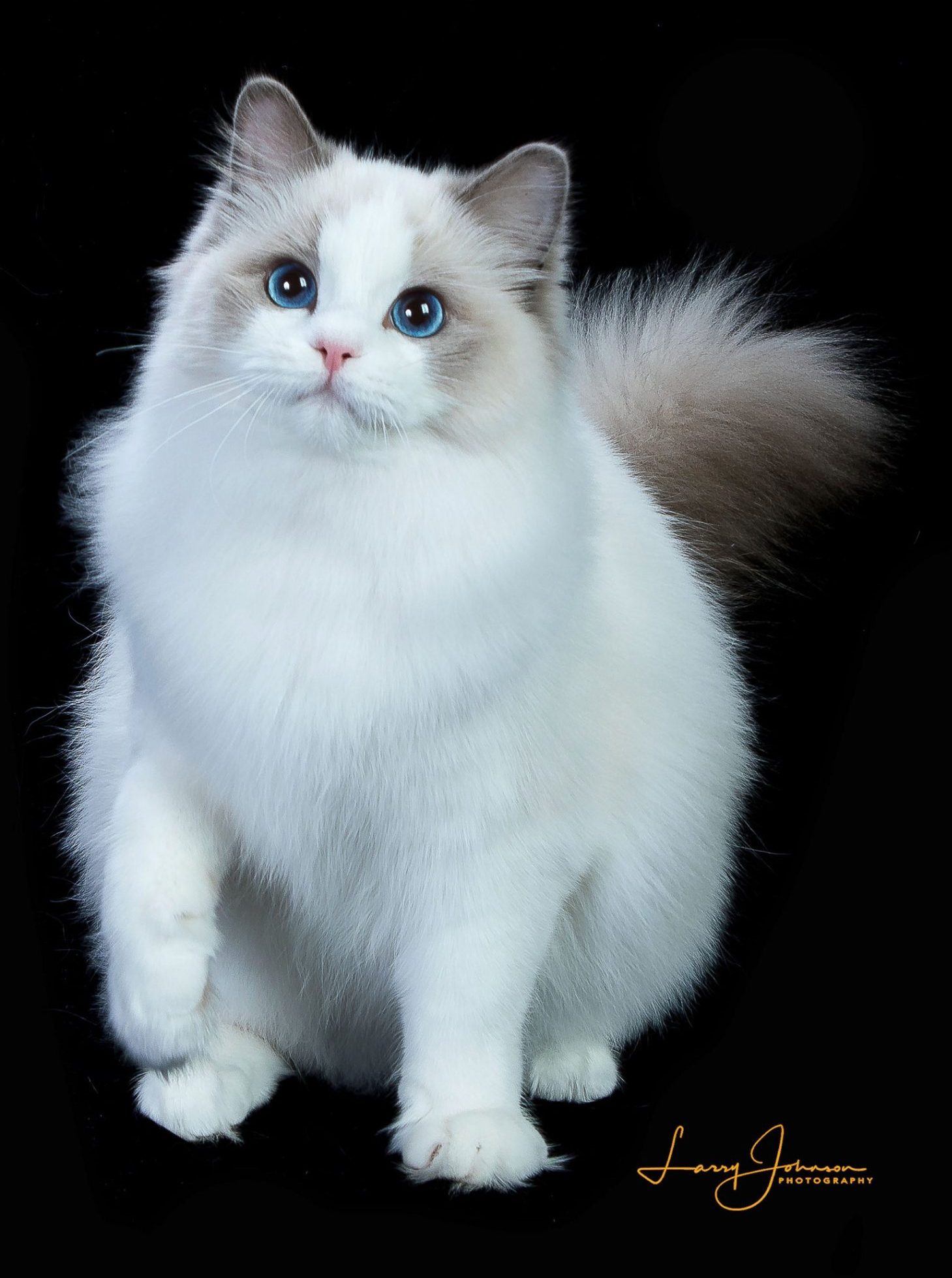 RagPurfect Ragdolls – NYC Area | TICA & CFA Registered