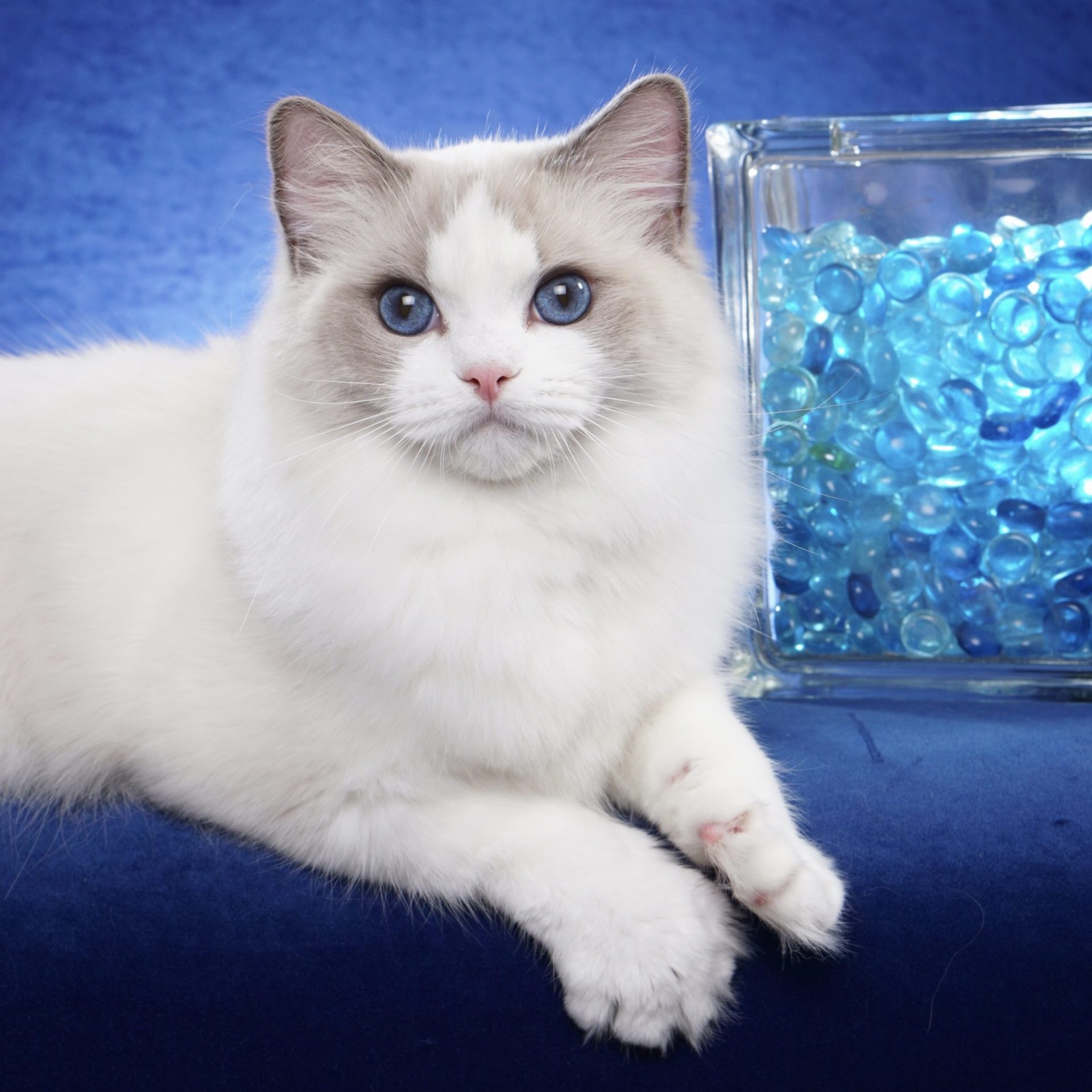RagPurfect Ragdolls – NYC Area | TICA & CFA Registered