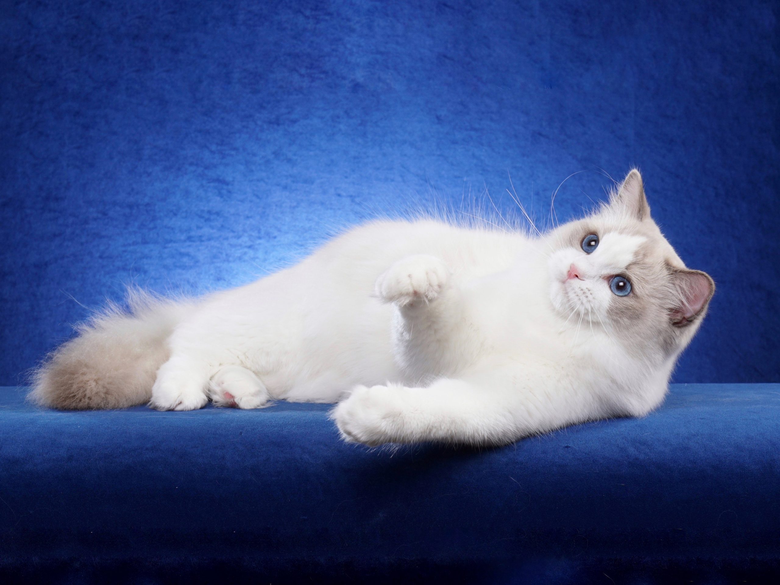 Kings & Queens – RagPurfect Ragdolls