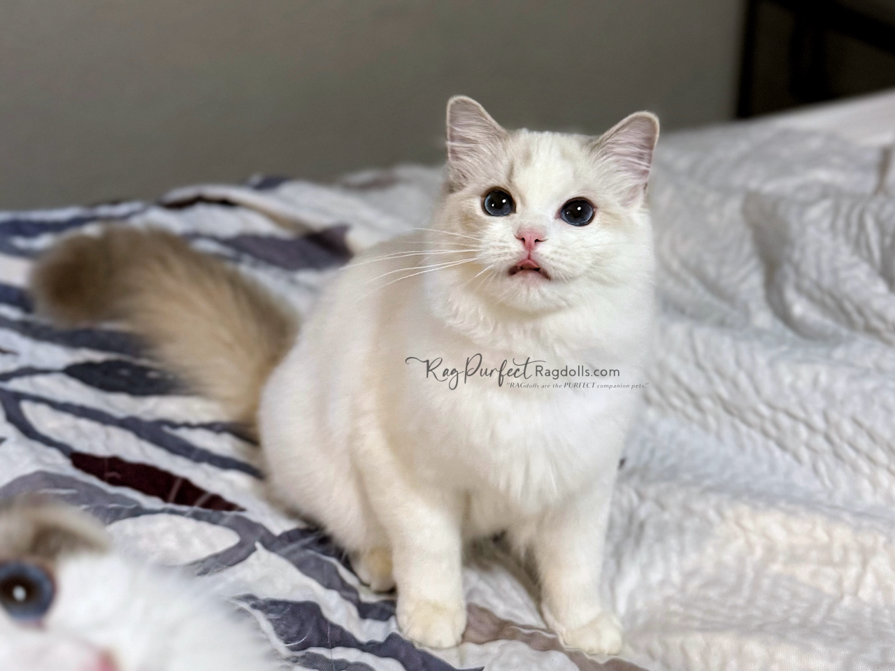 Kings & Queens – RagPurfect Ragdolls